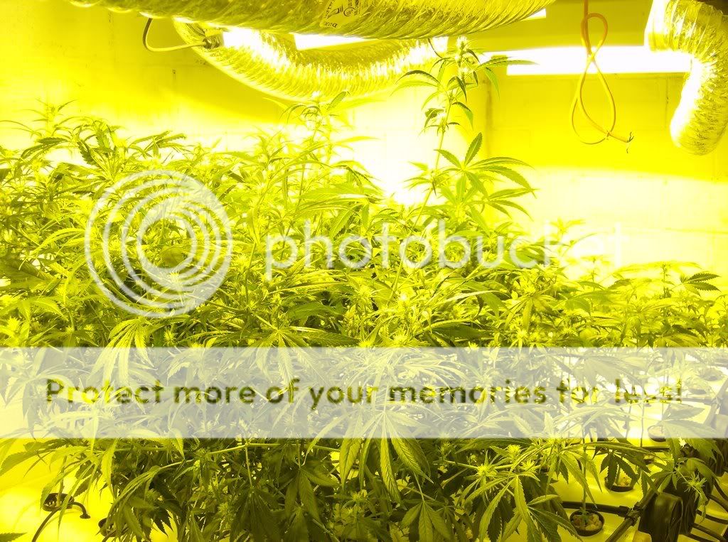 Sog spacing | Rollitup