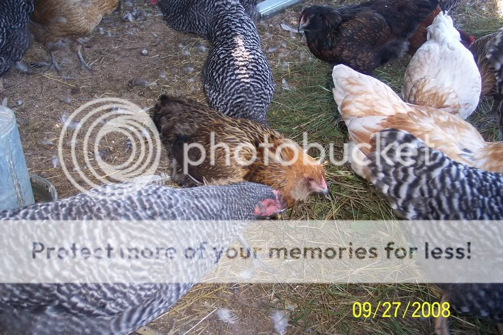 EE - hen or rooster? | Page 2 | BackYard Chickens - Learn How to Raise ...