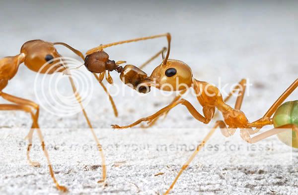 Pictures of Ants fighting each other