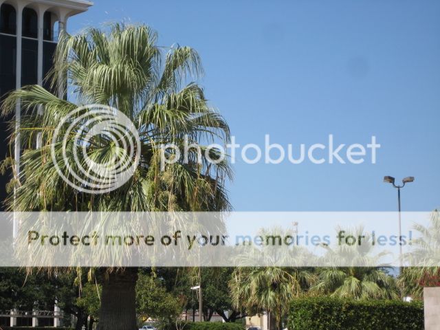 Dallas palm - DISCUSSING PALM TREES WORLDWIDE - PalmTalk