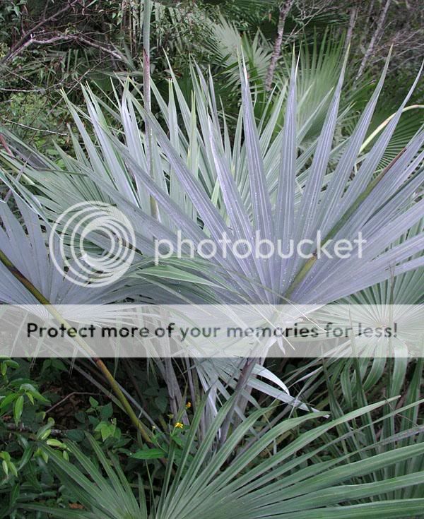 Brahea moorei - DISCUSSING PALM TREES WORLDWIDE - PalmTalk