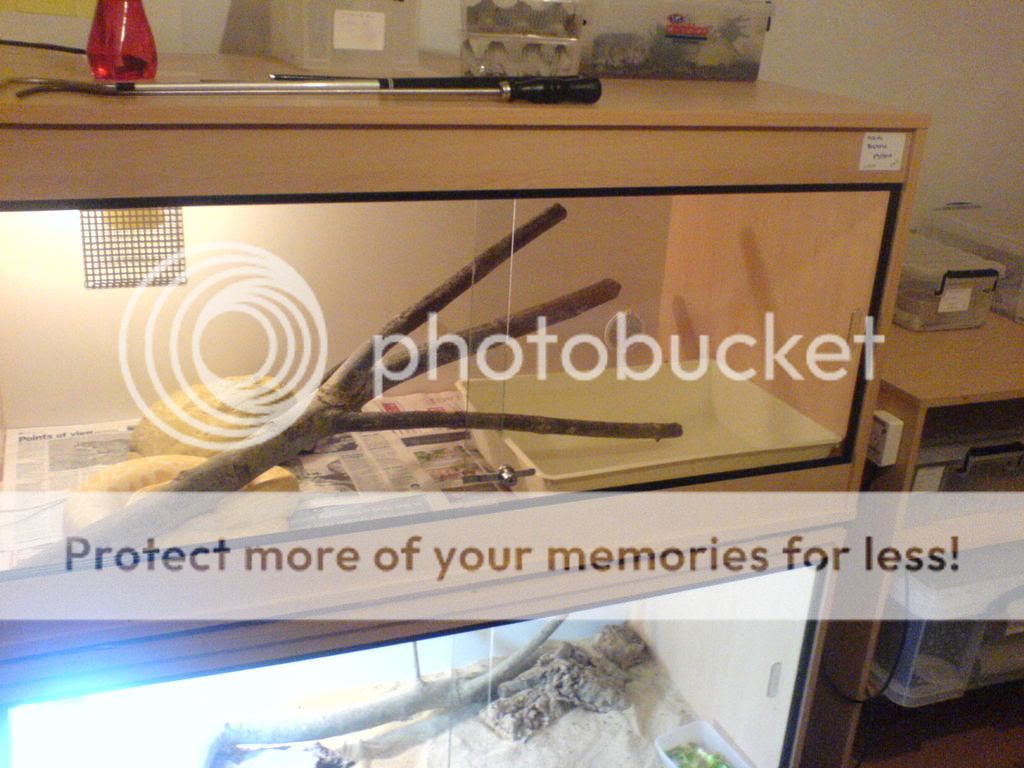 Burmese Python Vivarium | Reptile Forums