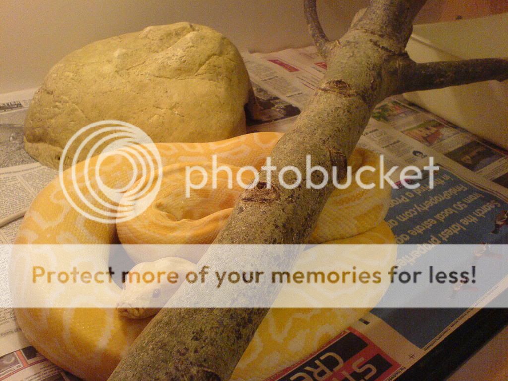 Burmese Python Vivarium | Reptile Forums