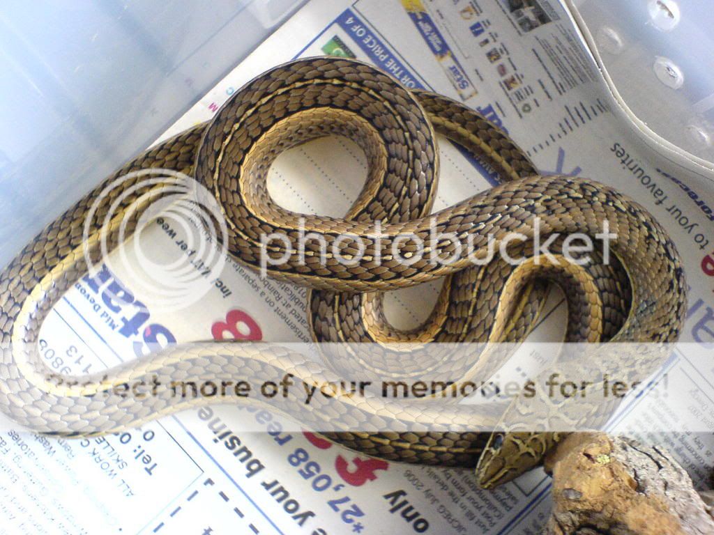 Rear fanged snakes | Page 3 | Reptile Forums