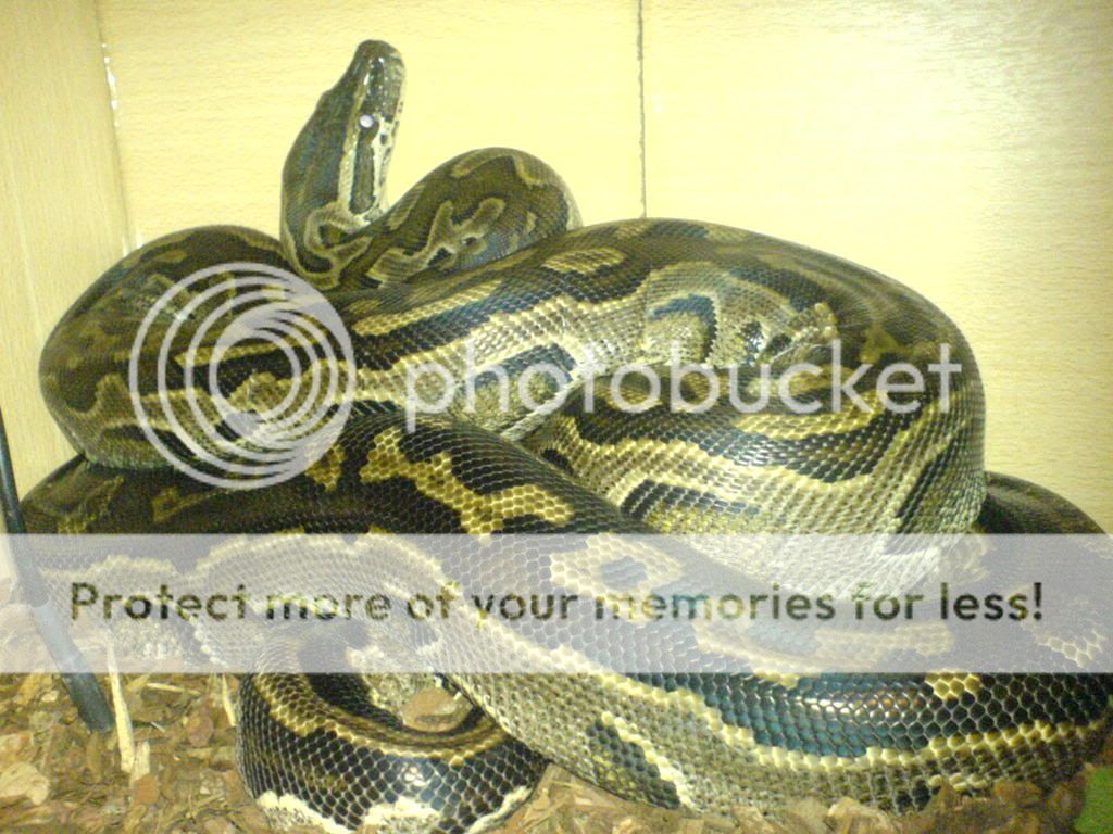 Rock, Carpet, Boa and Conda | Reptile Forums