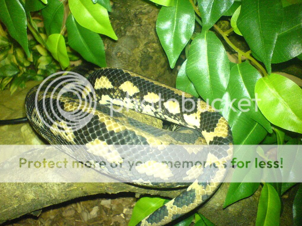 Rock, Carpet, Boa and Conda | Reptile Forums