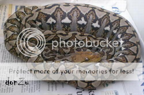 My Silver Buton Retic from Indonesia | Reptile Forums