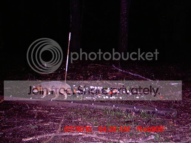 Cool trail cam pic of a grey fox...... | Michigan Sportsman Forum