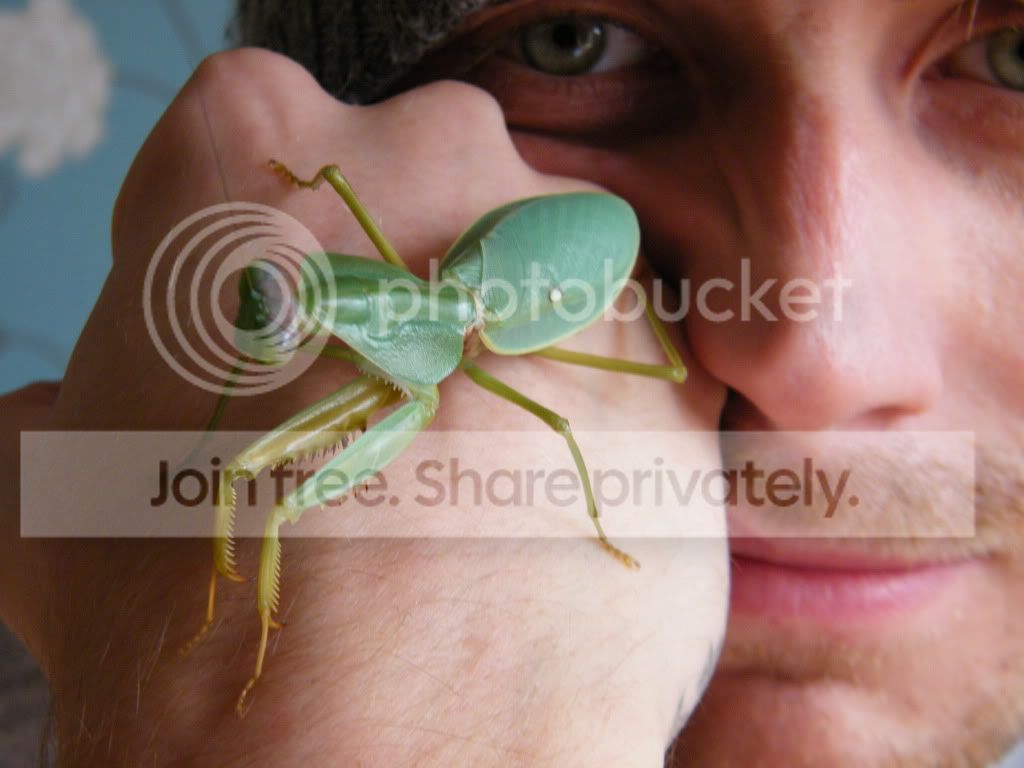 What is the largest species of manties available? | Reptile Forums